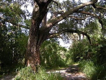 Top 10 Truly Creepy Things In Florida - Listverse