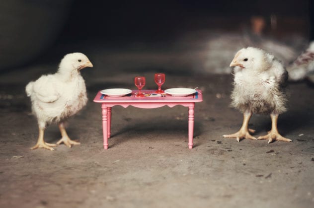 10 Truly Disgusting Facts About Animal Culling - Listverse