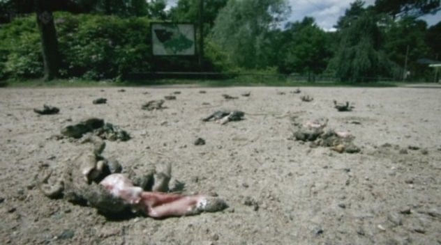 Top 10 Extraordinary Cases of Exploding Animals - Listverse