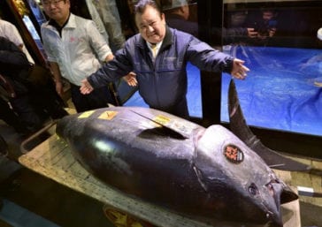 Top 10 Most Expensive Animals Ever Sold - Listverse