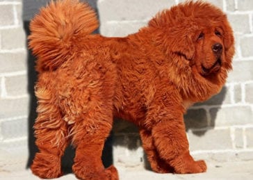 Top 10 Most Expensive Animals Ever Sold - Listverse