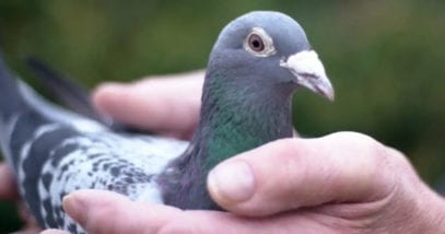 Top 10 Most Expensive Animals Ever Sold - Listverse