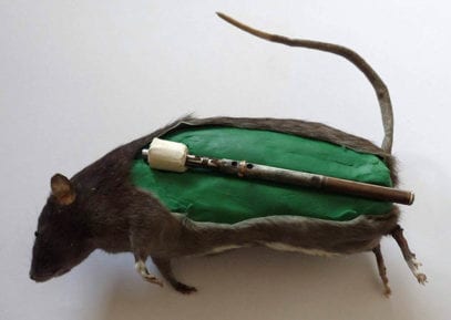 Top 10 Extraordinary Cases of Exploding Animals - Listverse