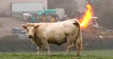 Top 10 Extraordinary Cases of Exploding Animals - Listverse