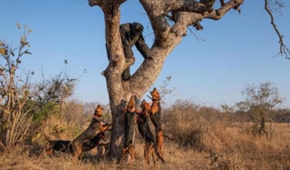 Top 10 Bizarre Conservation Ideas That Work - Listverse