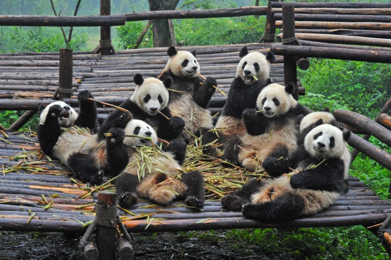 Top 10 Fascinating Facts About Pandas - Listverse