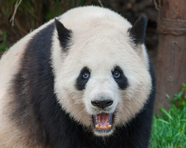 Top 10 Fascinating Facts About Pandas - Listverse