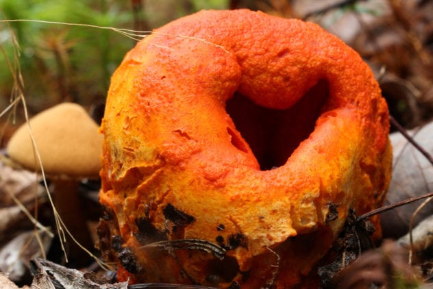 Top 10 Real Fungi Straight Out Of A Sci-Fi Movie - Listverse