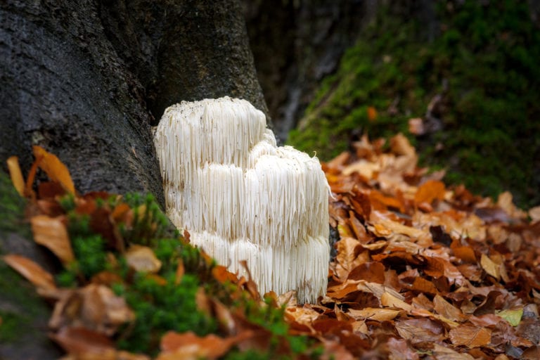 Top 10 Real Fungi Straight Out Of A Sci-Fi Movie - Listverse
