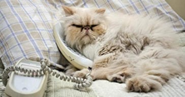 10 Heroic Cats Who Saved Lives - Listverse