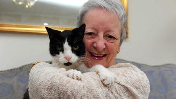 10 Heroic Cats Who Saved Lives - Listverse