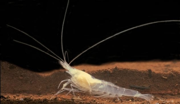Top 10 Animals That Evolved To Not Need Eyes - Listverse