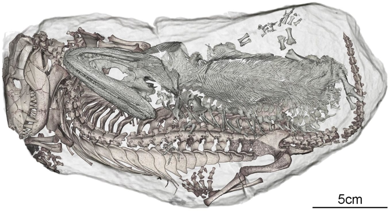 Top 10 Amazing Moments Captured In Fossils - 2020 - Listverse