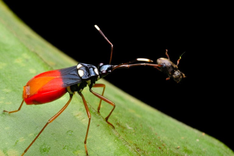 10 Animals You Just Don't Want to Mess With - 2020 - Listverse
