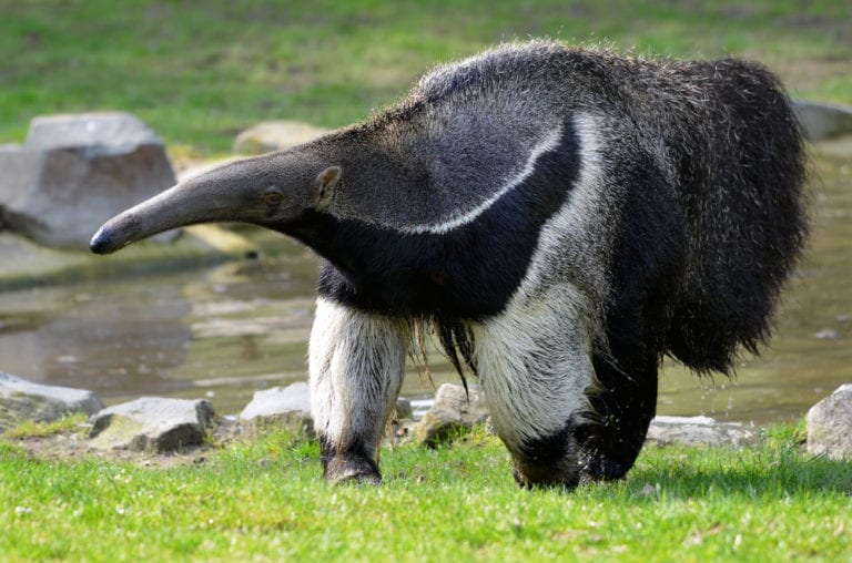 10 Animals You Just Don't Want to Mess With - 2020 - Listverse