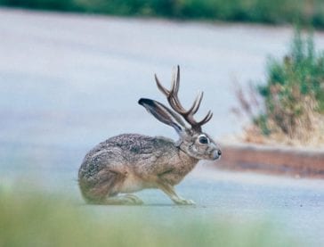 Top 10 Cryptids Easily Explained By Real Animals - Listverse