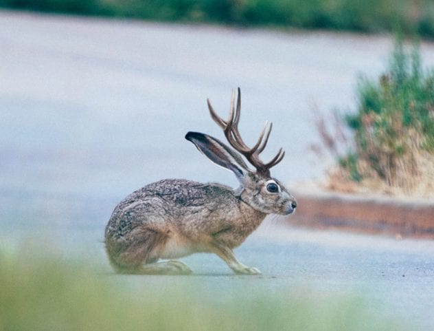 Top 10 Cryptids Easily Explained By Real Animals - Listverse