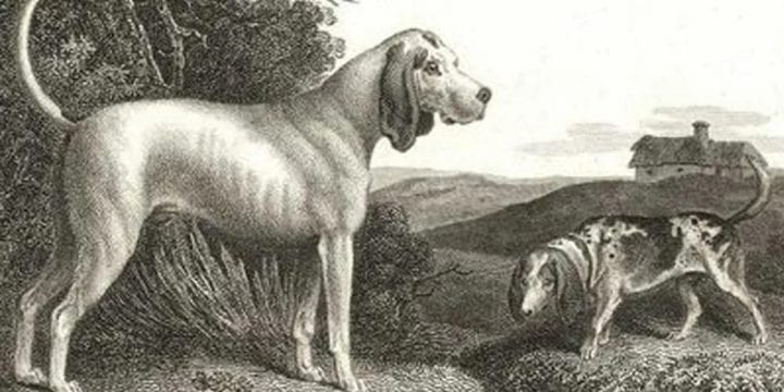 Top 10 Popular Dog Breeds That Don't Exist Anymore - Listverse