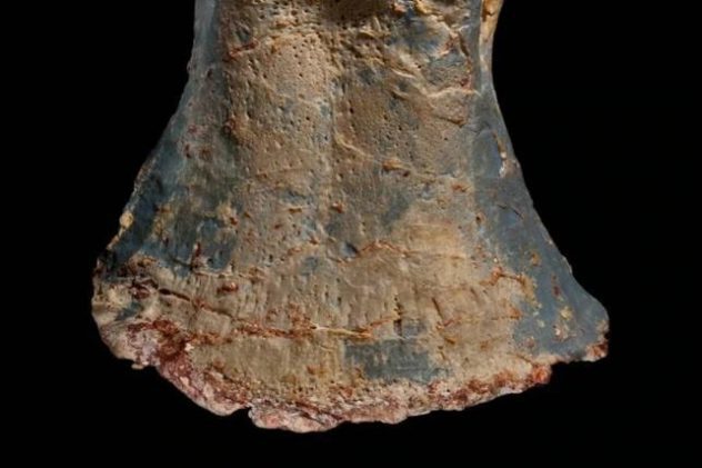 Top 10 Bizarre Bone Collections - Listverse