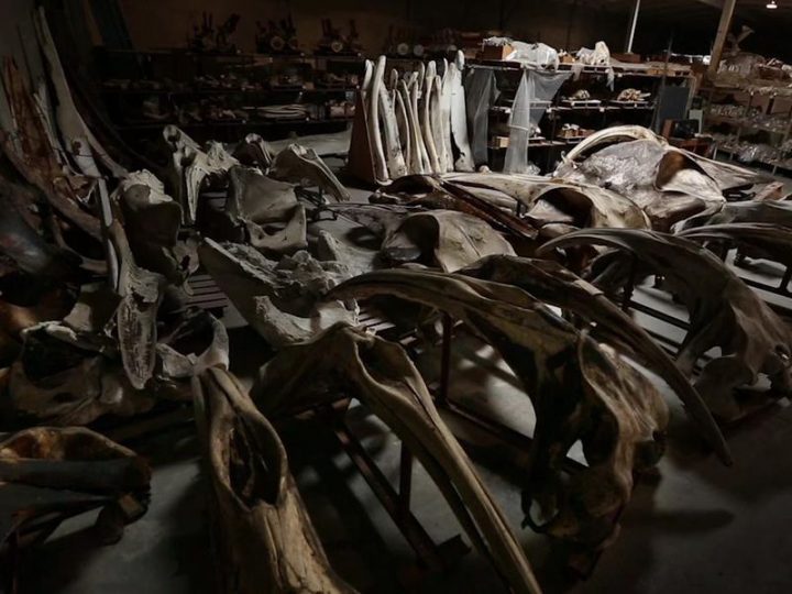 Top 10 Bizarre Bone Collections - Listverse