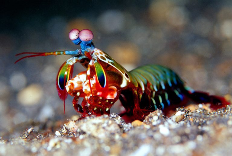 Top 10 Animals With Totally Crazy Body Parts - Listverse