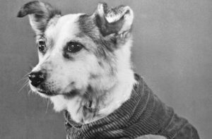 10 Amazing (and Heartbreaking) Stories of the Soviet Space Dogs - Listverse