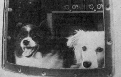 10 Amazing (and Heartbreaking) Stories of the Soviet Space Dogs - Listverse