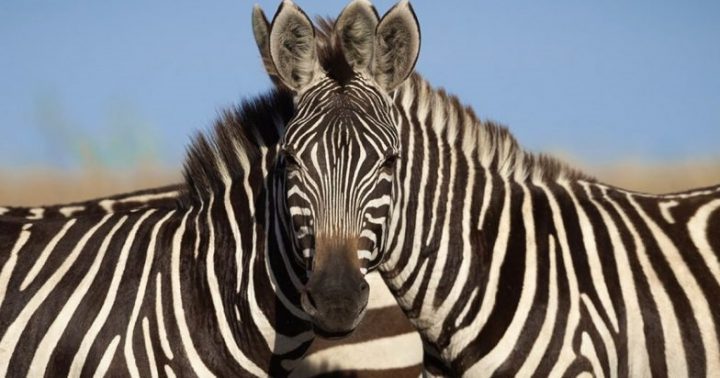 Bizarre Archives - Listverse