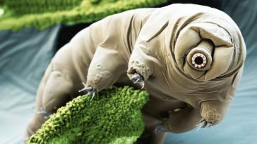 Top 10 Reasons Tardigrades Might Be the Coolest Animals Ever - Listverse