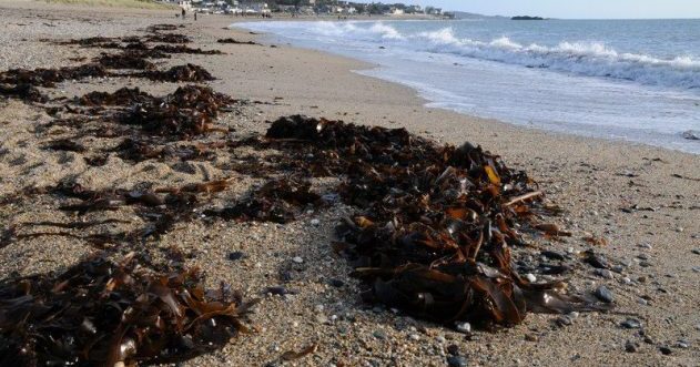 10 Unusual Things That Have Washed Ashore - Listverse