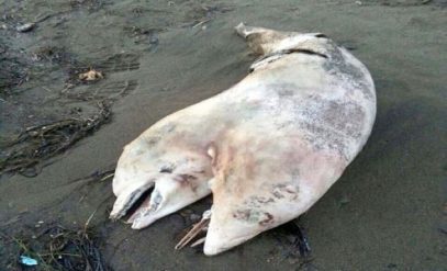 10 Unusual Things That Have Washed Ashore - Listverse