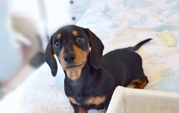 10 Dogs Who Detected Cancer in Their Owners Before Doctors Did - Listverse