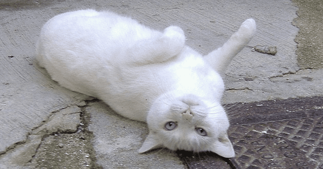 Top Ten Misunderstood Animal Behaviors - Listverse