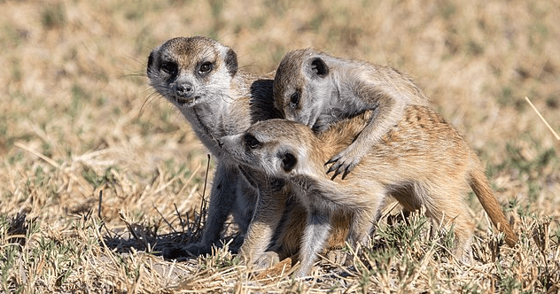 10 Mischievous Zoo Animals and Their Cheeky Escapades - Listverse