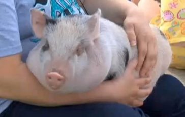 10 Legendary Tales of Heroic Pigs - Listverse