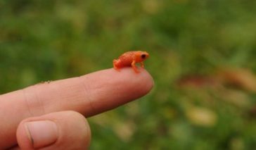 10 Bizarre Facts About Pumpkin Toadlets - Listverse