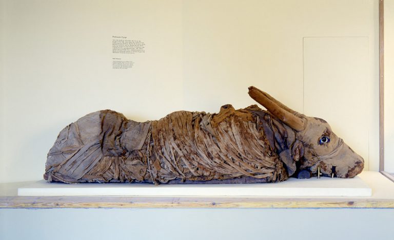 The Most Incredible Animal Mummies from Egypt - Listverse