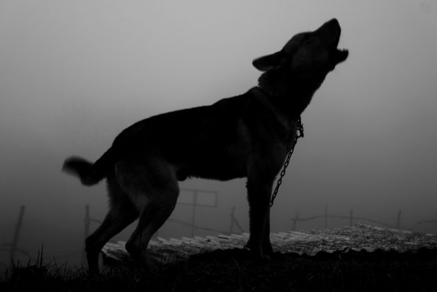 10 Courageous and Clairvoyant Ghost-Hunting Canines - Listverse