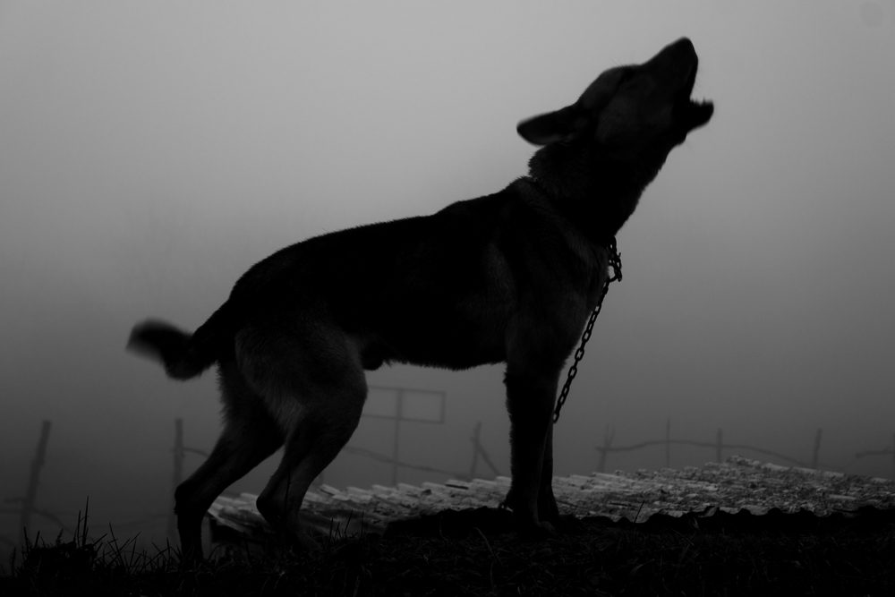 10 Courageous and Clairvoyant Ghost-Hunting Canines - Listverse