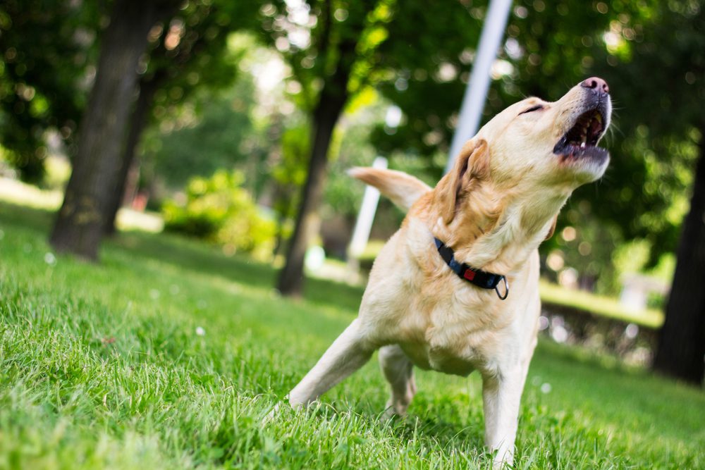 10 Courageous and Clairvoyant Ghost-Hunting Canines - Listverse