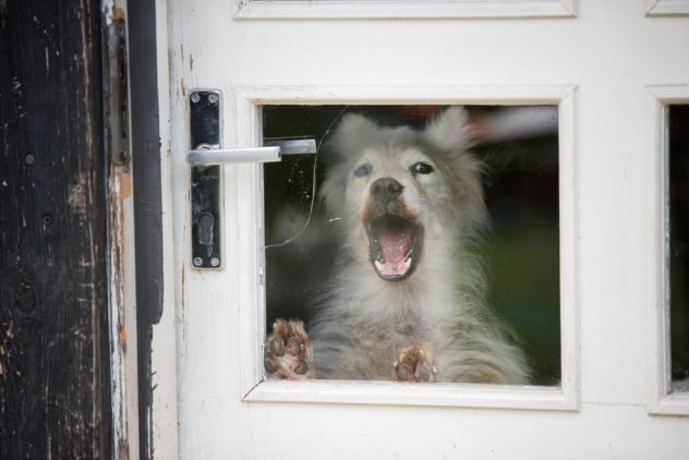 10 Courageous and Clairvoyant Ghost-Hunting Canines - Listverse