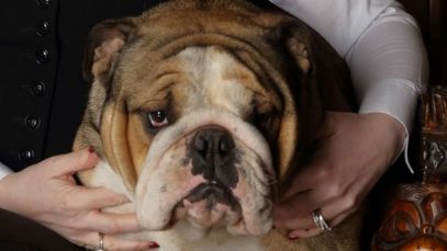 10 Courageous and Clairvoyant Ghost-Hunting Canines - Listverse