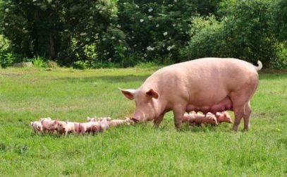 10 Mind-Boggling Scientific Experiments Involving Pigs - Listverse