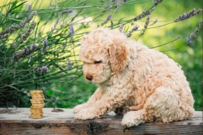 10 Amazing Archeological Discoveries Made by Dogs - Listverse