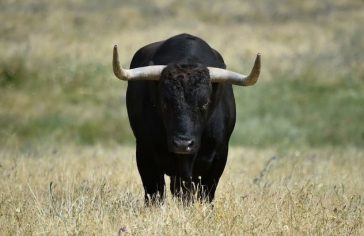 10 Times Animals Mauled Their Owners to Death - Listverse