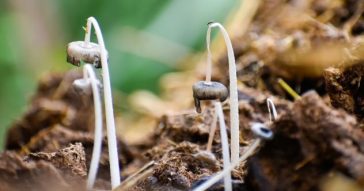 10 Amazing Things Animals and Organisms Do as Fast as Bullets - Listverse