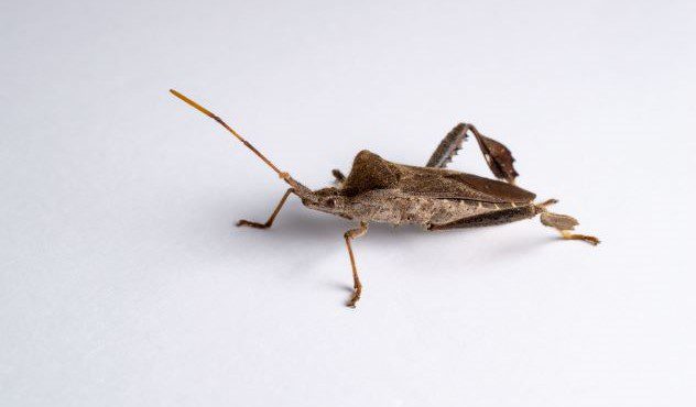 10 Animals Who Amputate Parts of Their Body - Listverse