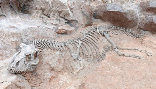 10 Unexpected Ways Bones Have Been Used in History - Listverse