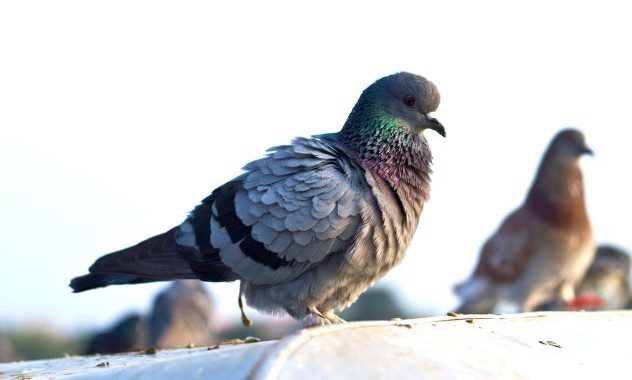 10 Times Animals Wreaked Havoc on Society - Listverse