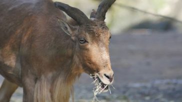 10 Times Animals Wreaked Havoc on Society - Listverse